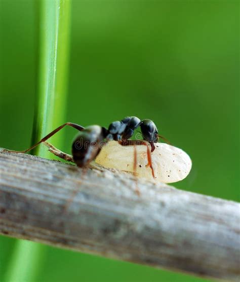 Mier Met Cocon Stock Afbeelding Image Of Arbeider Tuin 10324501