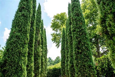 How To Grow And Care For Taylor Juniper