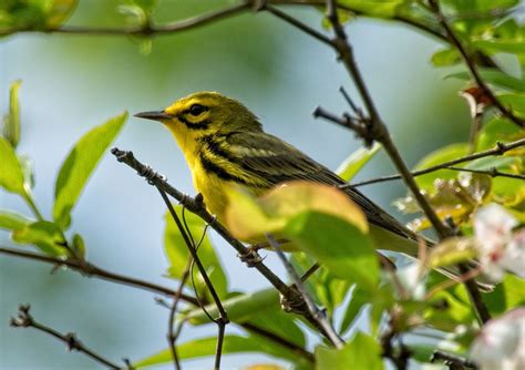 Warbler Identification Program
