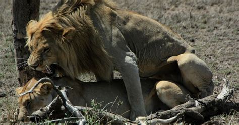 Wildlife Photos African Lion How Do Lions Have Sex Wildlife Photos