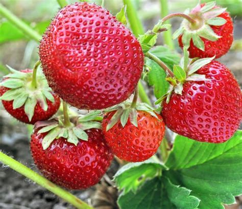 Căpşuni 10 Motive Să Le Consumi