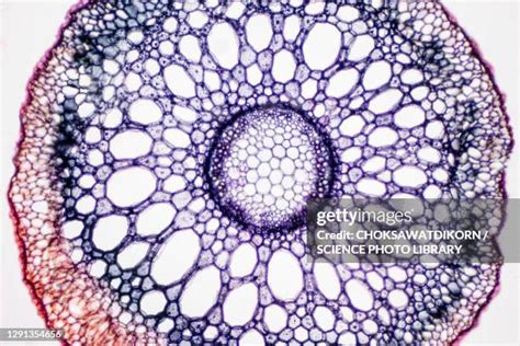 Xylem Photos And Premium High Res Pictures Getty Images
