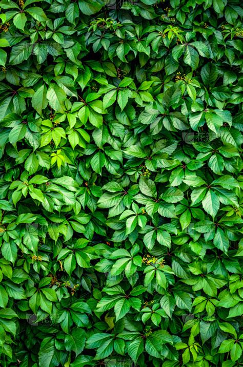 垂直画幅叶子背景枝繁叶茂树木造型无人夏天特写想法部分