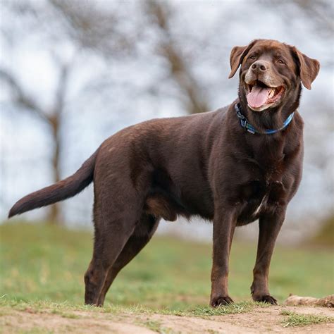 15 Most Popular Brown Dog Breeds