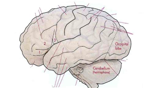 Cerebral Cortex Anatomy Lateral View Diagram Quizlet