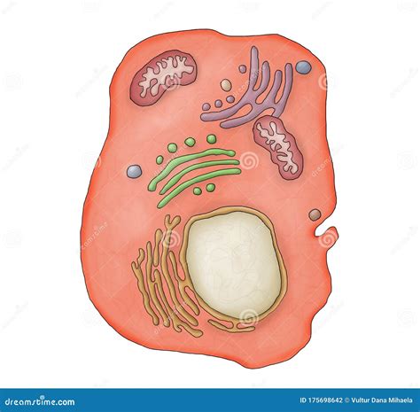 Eukaryote Stock Illustration Illustration Of Eukaryote 175698642