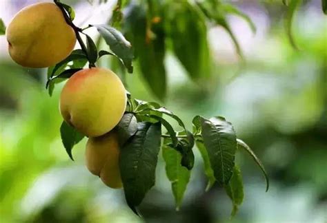 今日立秋：夏未盡，秋已至 每日頭條