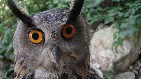 Vraiment Nature Le Hibou Grand Duc Sa Présence En Vaucluse Et Son Suivi Par Le Parc Du Luberon