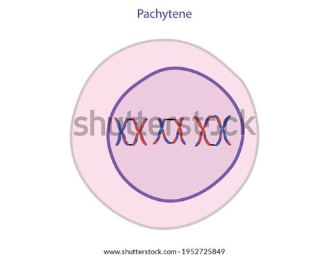 Prophase Meiosis Pachytene Reproductive Cell Division Stock