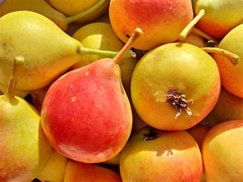 How To Grow Shipova Sorbopyrus Sp — Practical Self Reliance