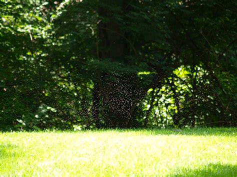 A Year In The Life Of My Backyard Field Journal