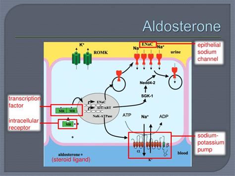 Ppt Chap44 Diabetes Insipidus And Aquaporin Adh Aldosterone And Acth Powerpoint