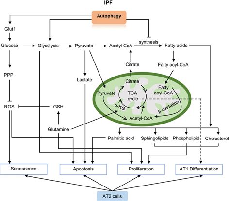 Regulation Of Lung Repair By Autophagy In Ipf Autophagy Is Activated