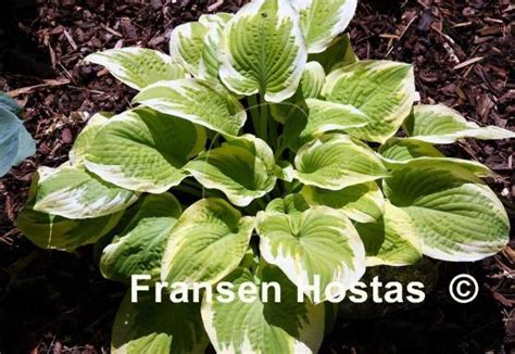Hosta Delta Dawn Fransen Hostas