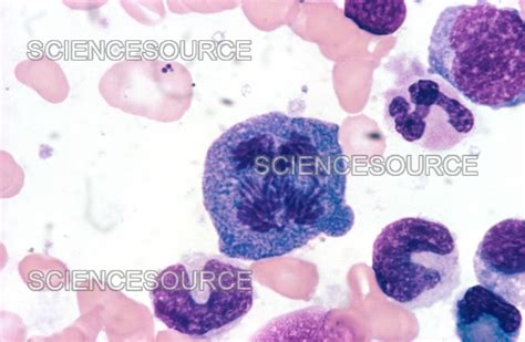 Anaphase Stock Image Science Source Images