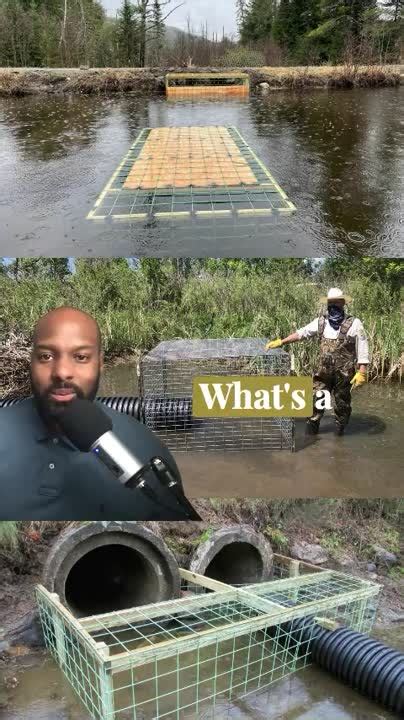 🤓 Definition Beaver Deceiver I Learn Best By Teaching So Join Me On A