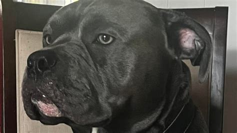 Fundraiser By Christine Devey Help Tammy Save Her Beloved Pitty King
