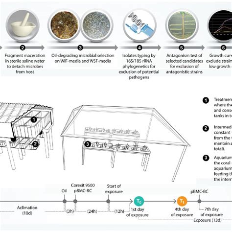 A Steps For Pbmc Bc Selection And Timeline Of The Experiment B