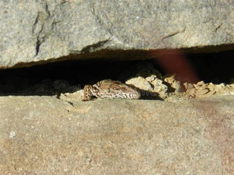 Wall Lizard Resting In The Sun Stock Image Image Of Entering