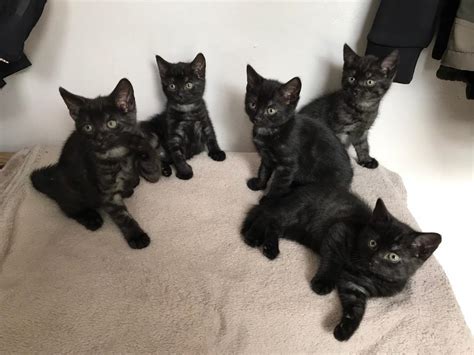 How Rare Are Ghost Tabby Cats At Will Cobb Blog