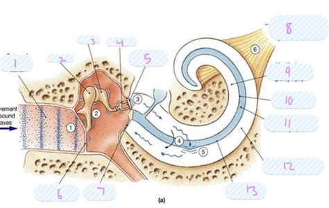 Cranium And Facial Labelling Flashcards Quizlet