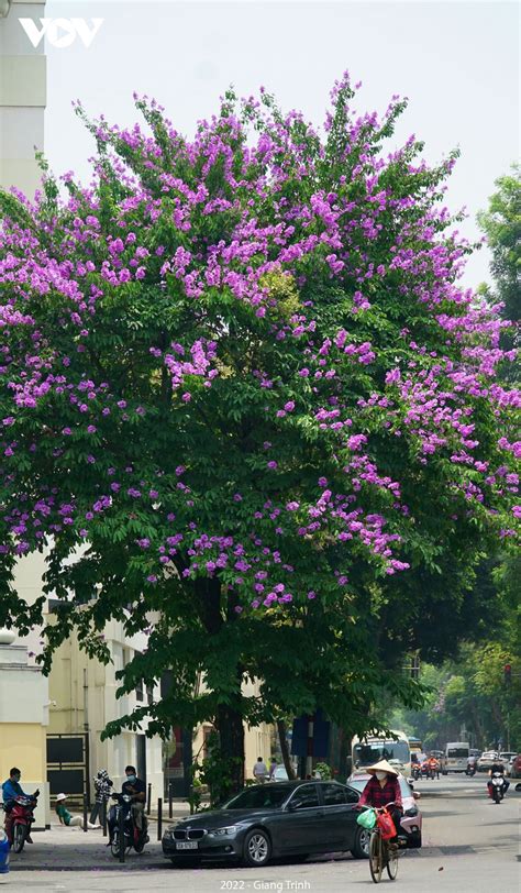 Hoa Bằng Lăng Nhuộm Tím Phố Phường Hà Nội