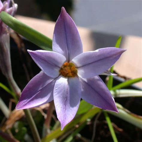 Ipheon Wisley Blue Houtmeyers Plantencentrum En Boomkwekerij Laakdal