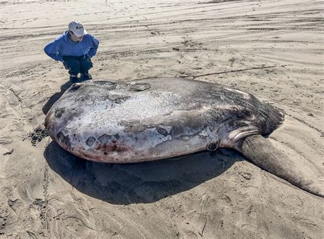 This Enormous Fish The Largest Of Its Kind Found Stranded In The