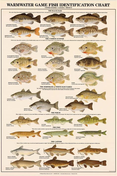 Fish Species Identification Poster Warmwater Game Fish Poster