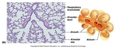 Alveolar Wall Cross Section Frca