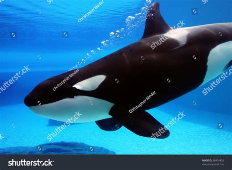 Orca Whale Underwater