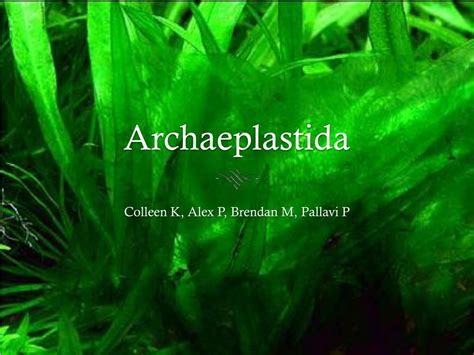 Ppt Archaeplastida Powerpoint Presentation Free Download Id2248846