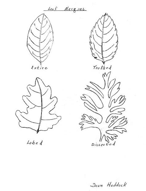 Toothed Leaf Margin