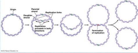 Characteristics Of Bacterial Dna Replication Flashcards Quizlet