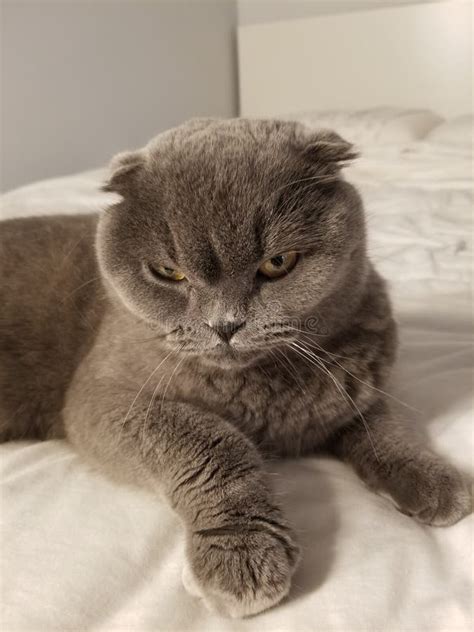 Sassy Cat Meme