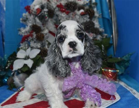 Akc Blue Tan Parti Merle Cocker Spaniel Puppies For Sale Near Colorado Springs Colorado
