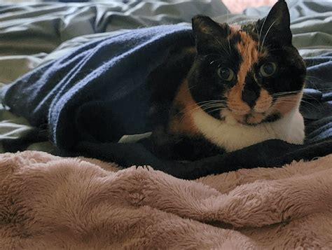 Shes Pretzel Shes Purrito Shes Princess R Calicokittys