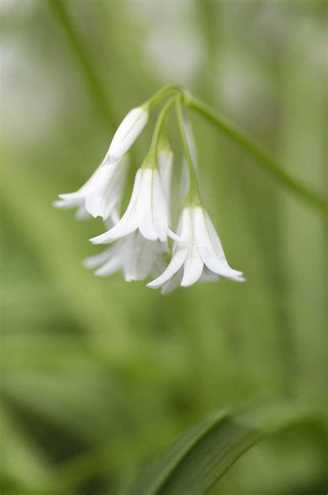 Zachary Fuller Plant With Little White Bell Flowers Maiglöckchen