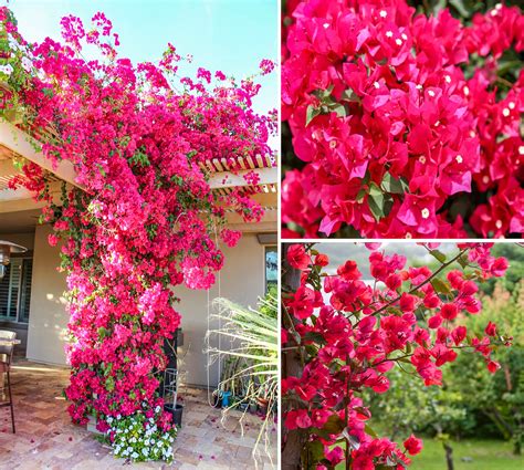 Barbara Karst Bougainvillea Plant
