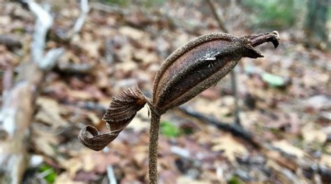 How To Identify And Propagate Ladys Slippers Cypripedium Reginae