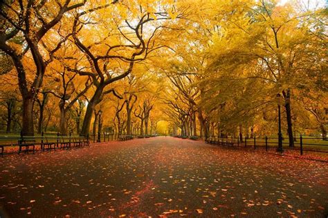 Como é O Outono Em Nova York Dicas De Viagem Turista Profissional