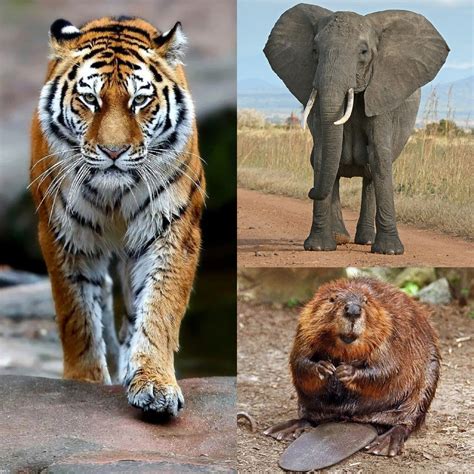 مسابقه محبوب ترین حیوان پستاندارببر👍 فیل👎 سگ آبی طرفداری