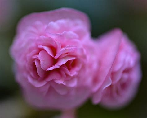 Maria Sciandra Flickr