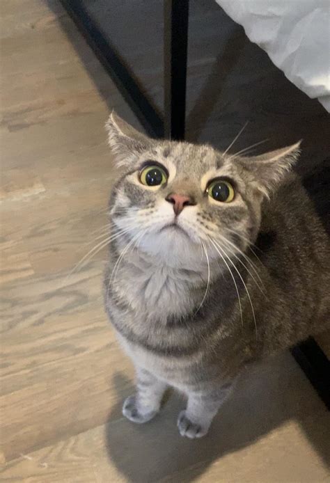 New Kitty Daisy Raww