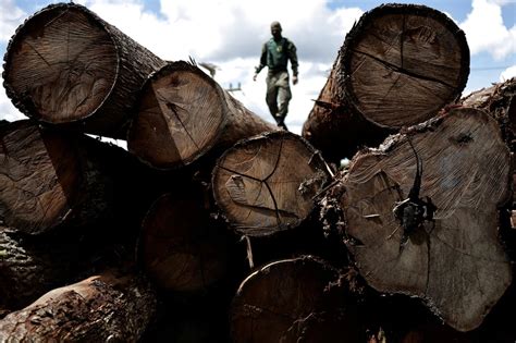 Bid by meatpacker JBS to join New York Stock Exchange faces opposition over Amazon deforestation ...