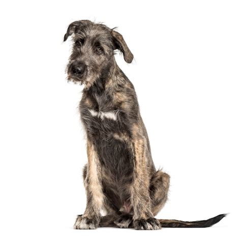 Premium Photo Irish Wolfhound Dog Sitting Isolated On White