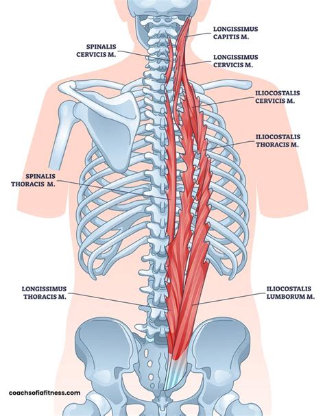 Erector Spinae Trigger Points