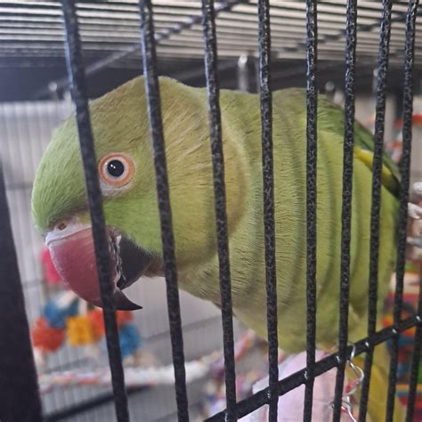 Bluey Is Finally Getting His Ring Just Before His Second Estimated Hatchday R Parrots