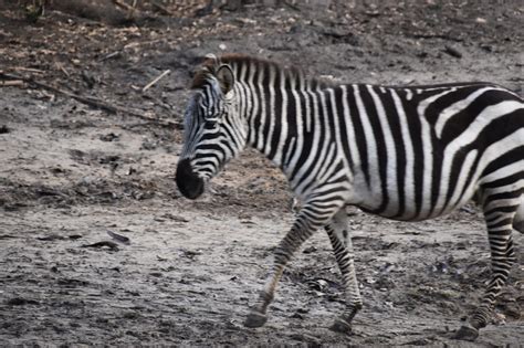 Grant Zebra Equus Quagga Boehmi Dierenwiki Grant Zebra