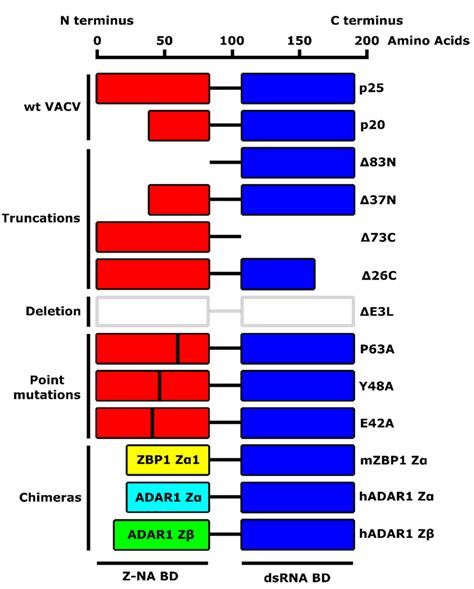 A Schematic Diagram Of Vacv E3 Protein And Its Mutants Described In